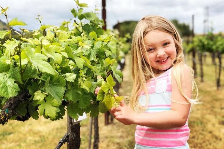 How to Start a Vineyard? A Simple Guide to Growing Grapes