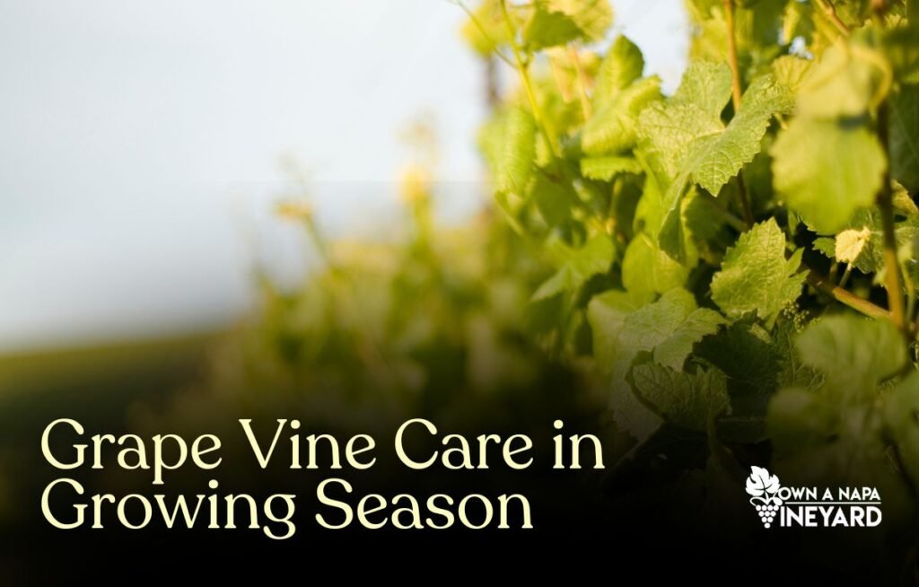 Grape Vine Care During Growing Season | Own a Napa Vineyard