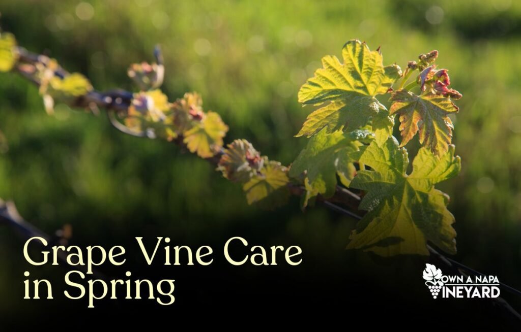 Comprehensive Grape Vine Care in Spring | Own a Napa Vineyard