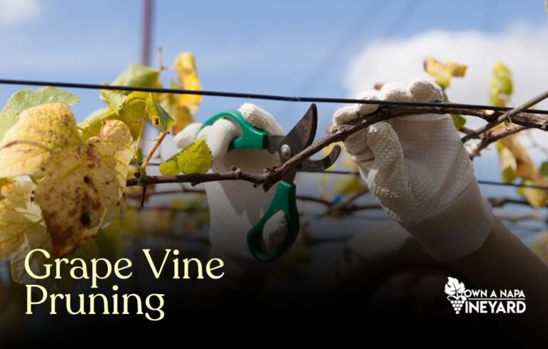 Essential Guide to Grape Vine Care Pruning | Own a Napa Vineyard